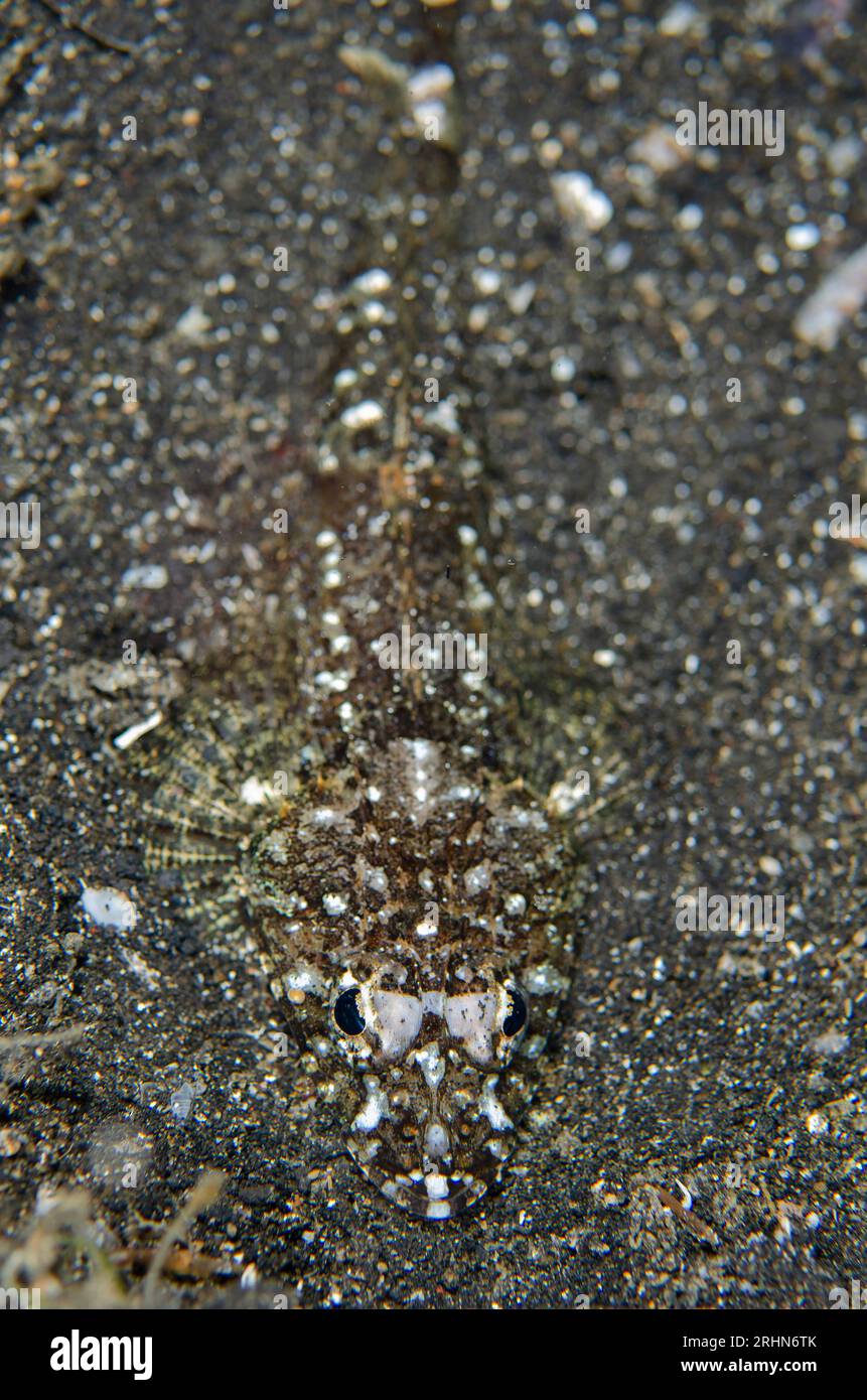 Fringelip Flathead, Sunagocia otaitensis, night dive, TK1 dive site ...