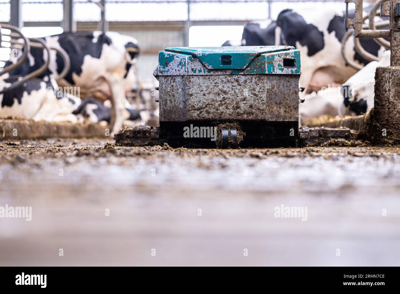 Ahaus, Germany. 16th Aug, 2023. INI Robots in the cow barn - farmers ...