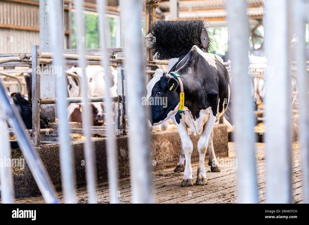 Ahaus, Germany. 16th Aug, 2023. INI Robots in the cow barn - farmers ...