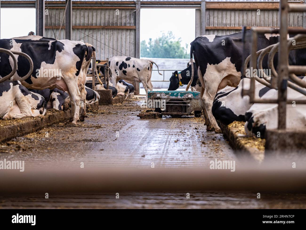 Ahaus, Germany. 16th Aug, 2023. INI Robots in the cow barn - farmers ...
