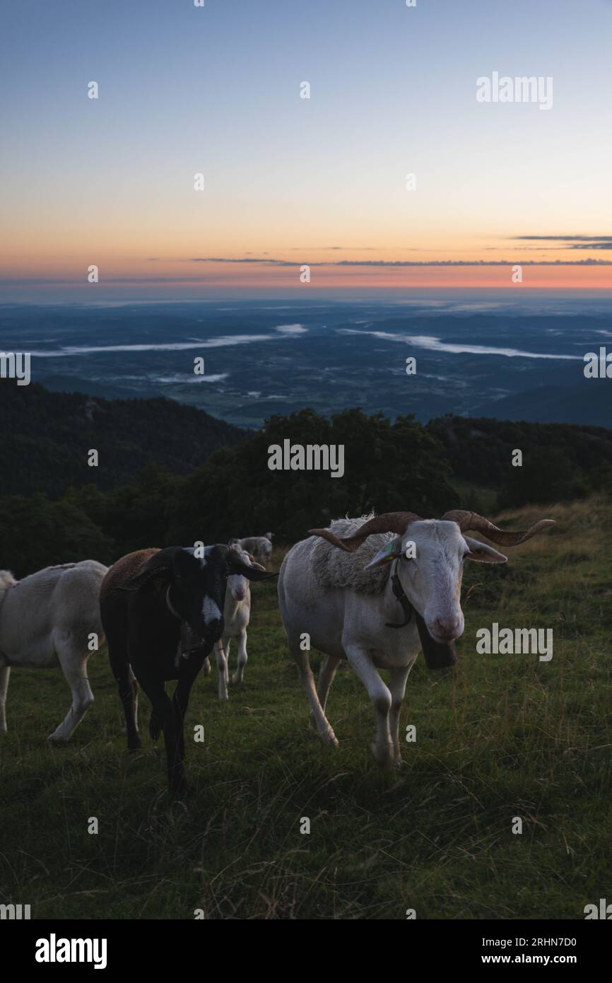 Pyrenees goats hi-res stock photography and images - Alamy