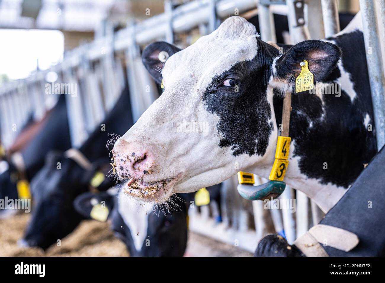 Ahaus, Germany. 16th Aug, 2023. INI Robots in the cow barn - farmers ...