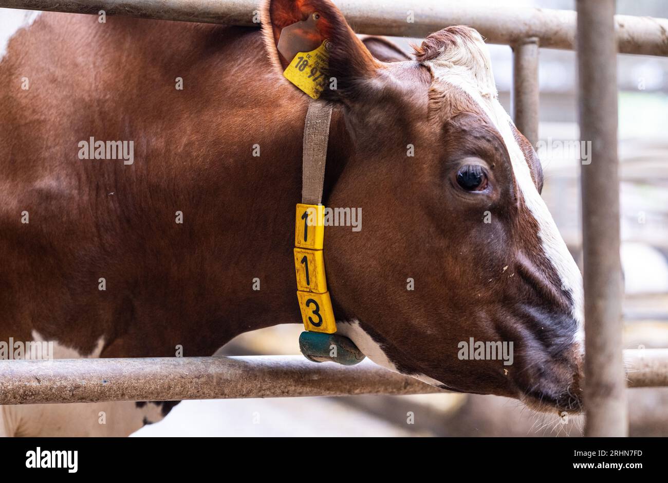 Ahaus, Germany. 16th Aug, 2023. INI Robots in the cow barn - farmers ...