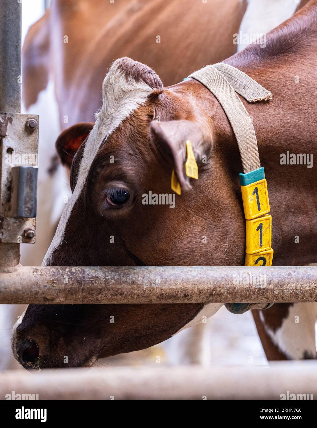 Ahaus, Germany. 16th Aug, 2023. INI Robots in the cow barn - farmers ...