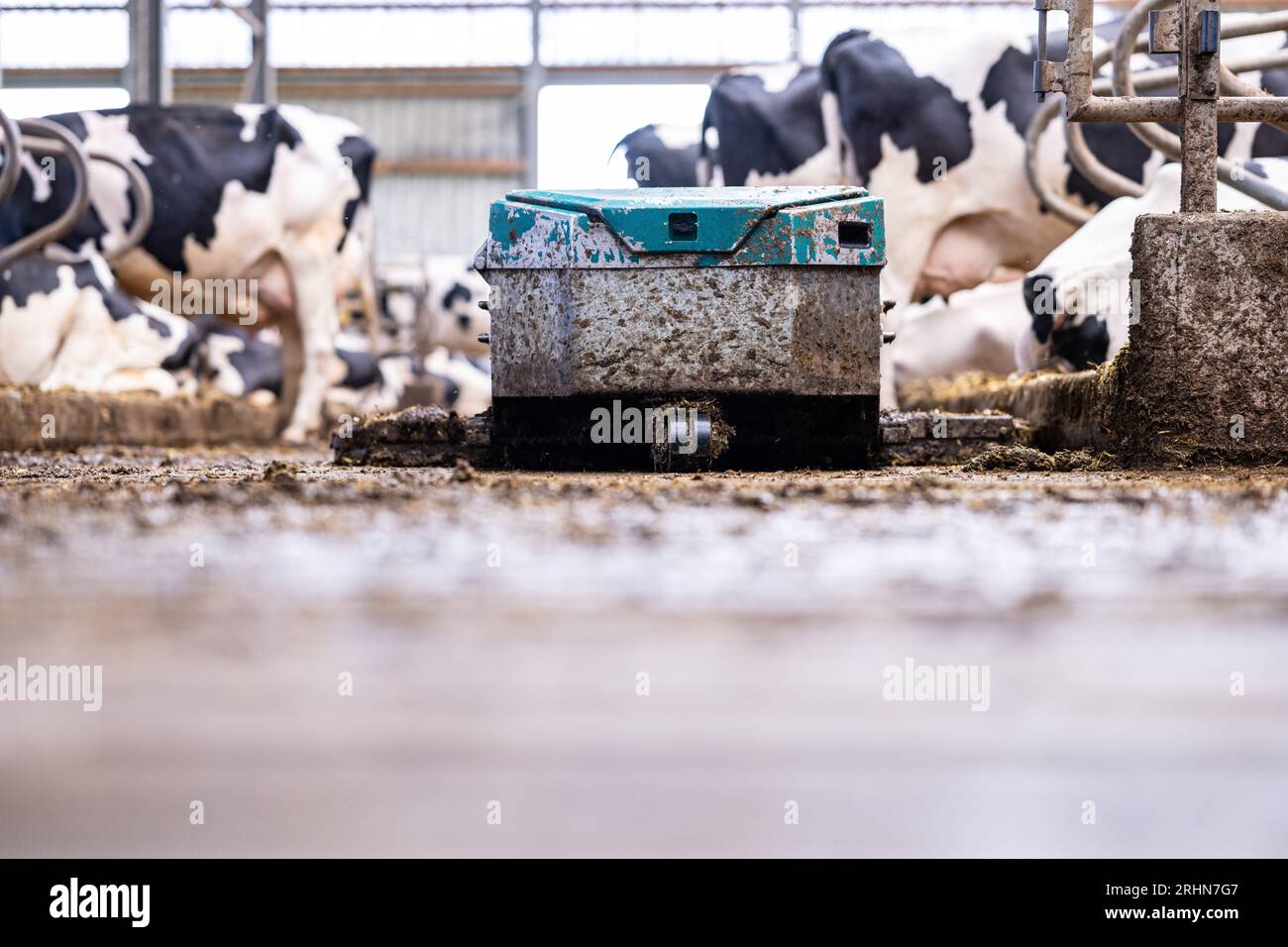 Ahaus, Germany. 16th Aug, 2023. INI Robots in the cow barn - farmers ...