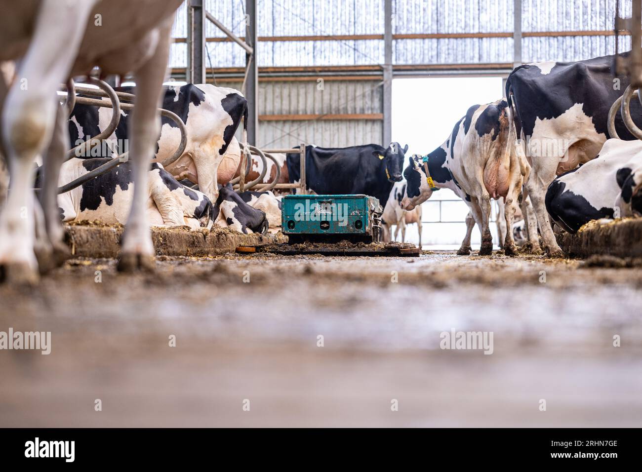 Ahaus, Germany. 16th Aug, 2023. INI Robots in the cow barn - farmers ...