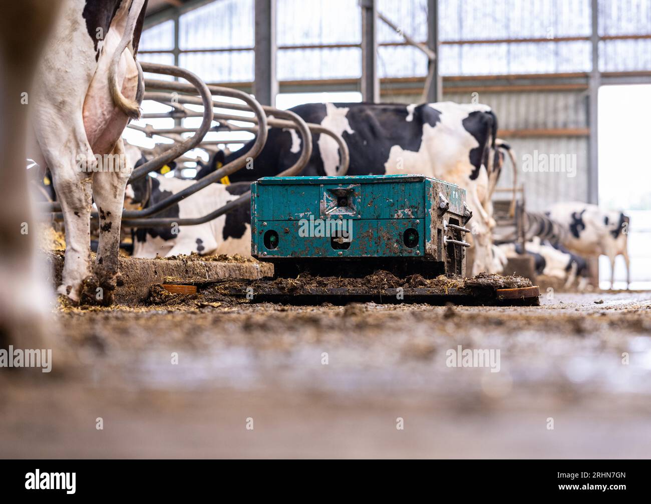 Ahaus, Germany. 16th Aug, 2023. INI Robots in the cow barn - farmers ...