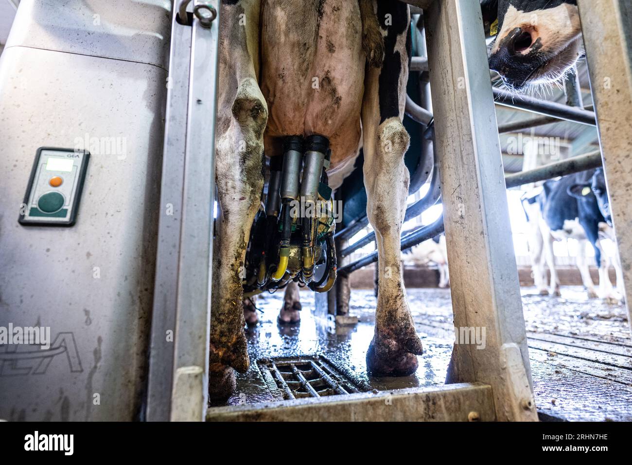 Ahaus, Germany. 16th Aug, 2023. INI Robots in the cow barn - farmers ...