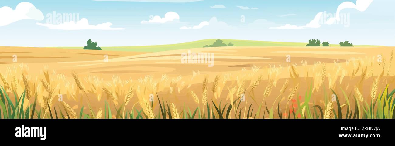 Botanical wheat drawing Stock Vector Images - Alamy