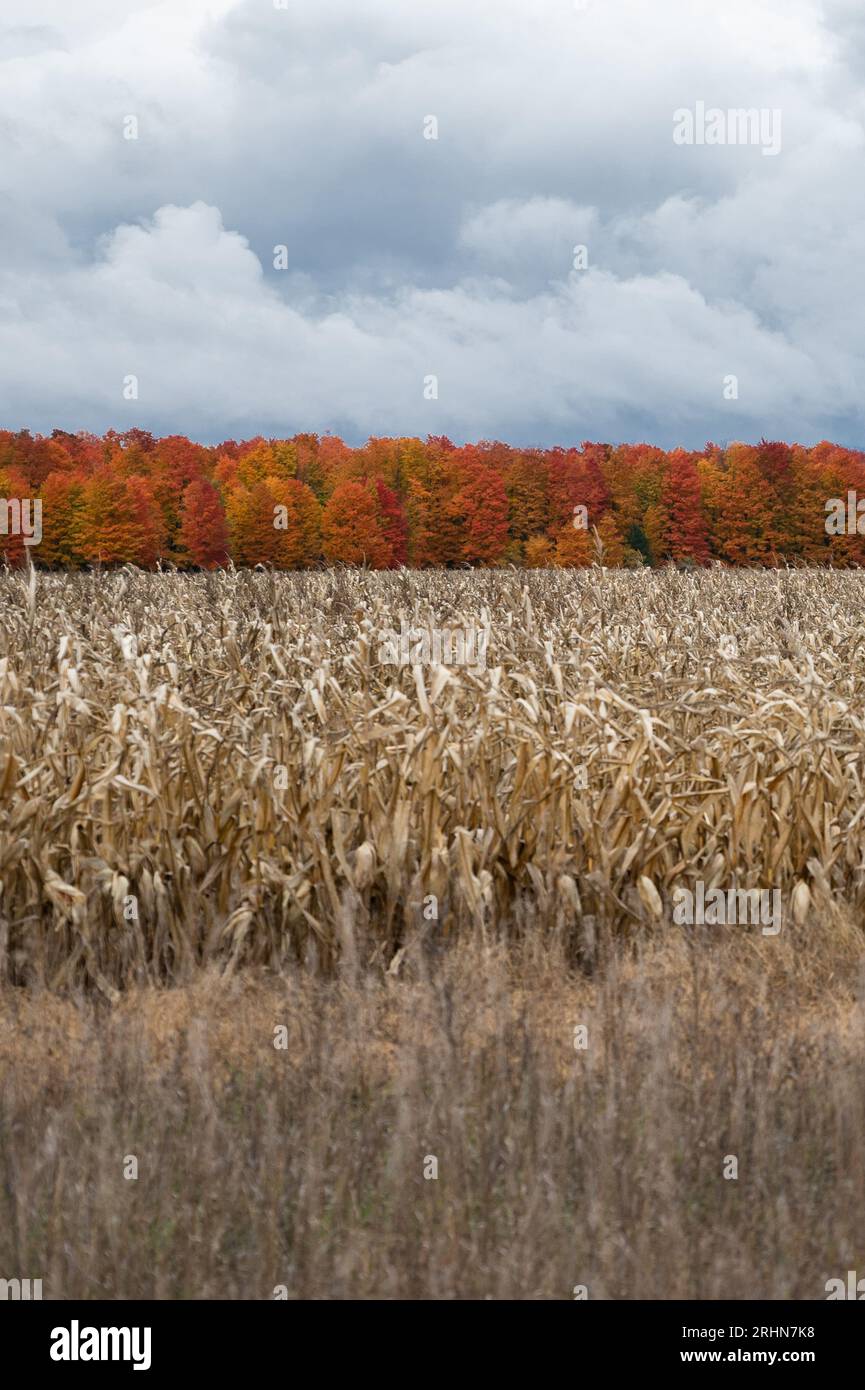 Layered vertical of gray clouds, fall foliage and a field of dry corn ...