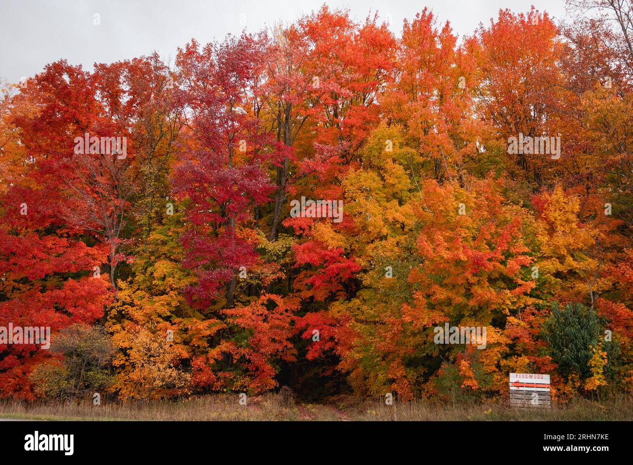 Brightly colored fall foliage with sign that reads firewood Stock Photo ...