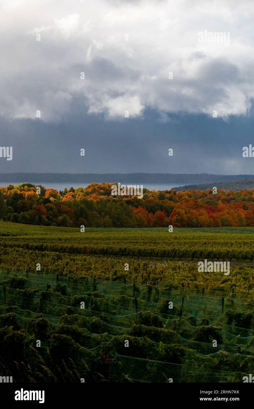 Vertical image of dramatic clouds above vineyard and fall foliage Stock ...
