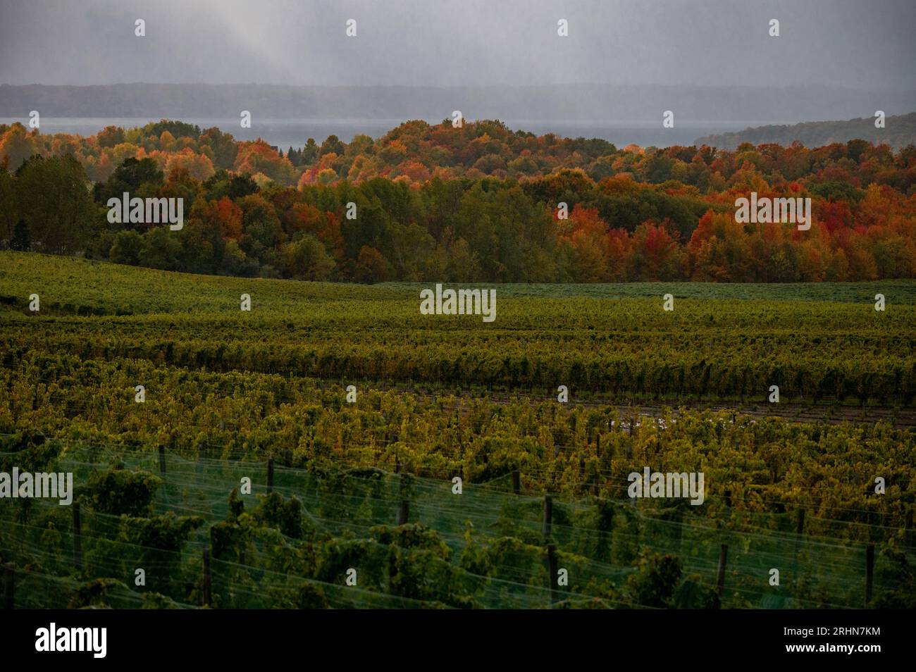 View of vineyard and fall foliage in dramatic light with lake Stock ...