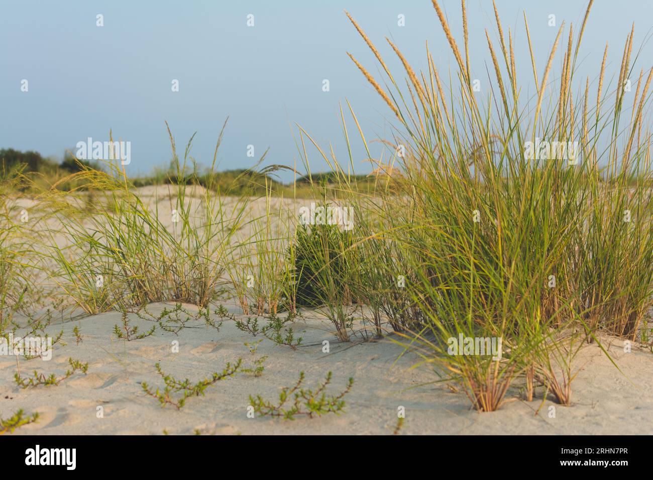 Sand dunes at Cape Henelopen State Park in Delaware Stock Photo - Alamy