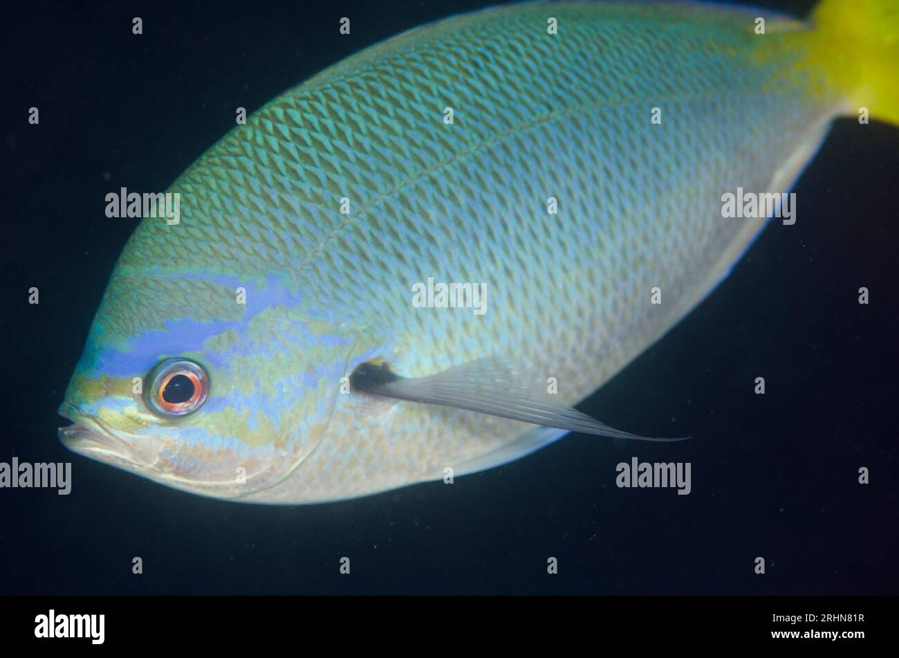 Yellowtail Fusilier, Caesio cuning, No Contest dive site, Balbulol ...