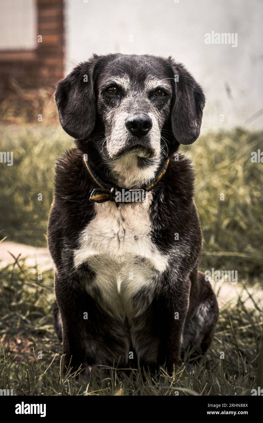 Portrait old stray dog hi-res stock photography and images - Alamy