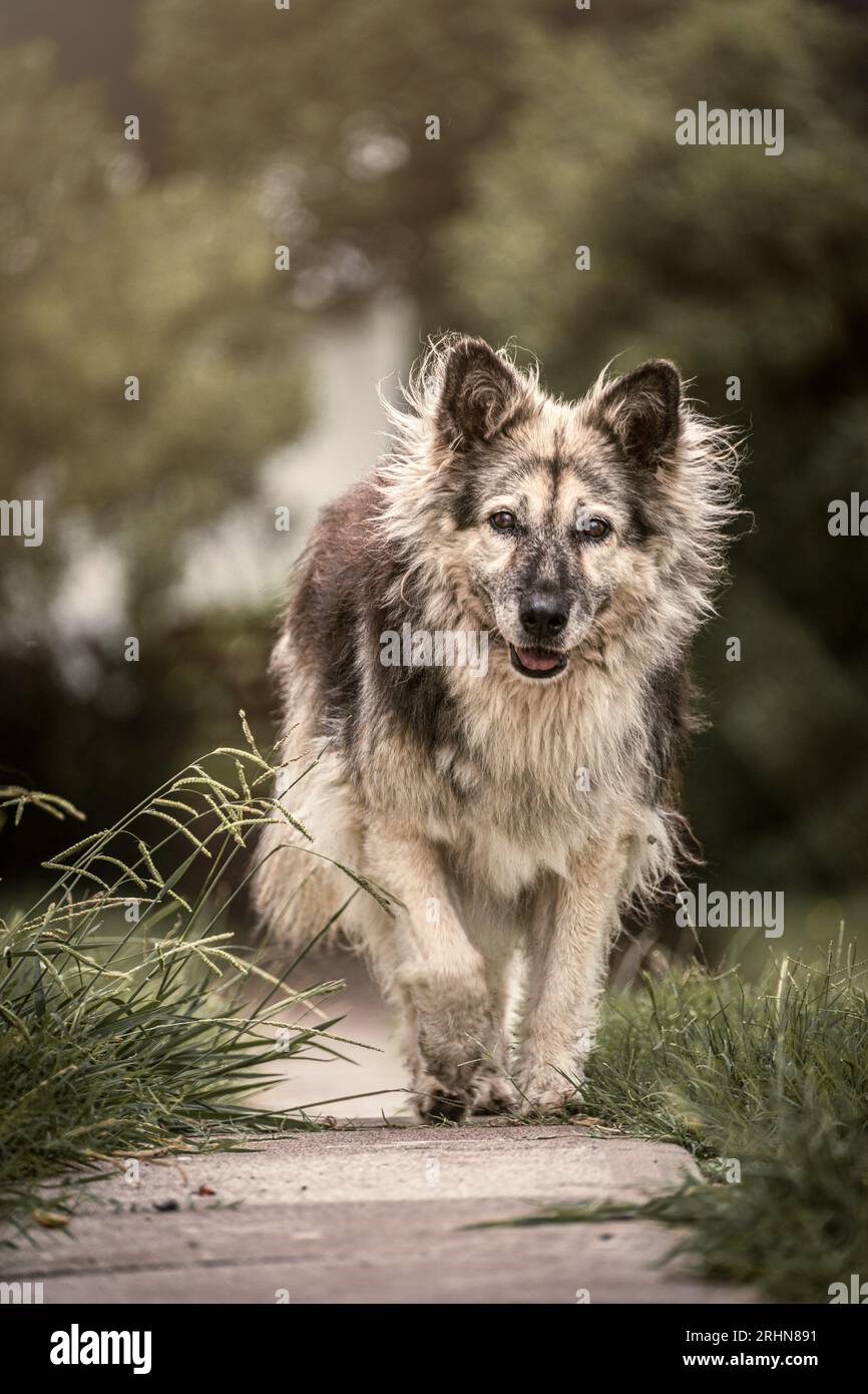 Portrait old stray dog hi-res stock photography and images - Alamy