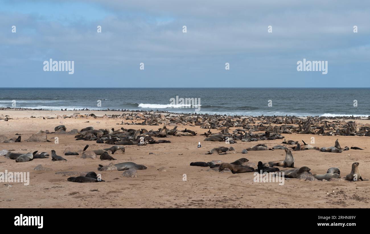 Cape fur seals at cape cross seal reserve Stock Photo - Alamy