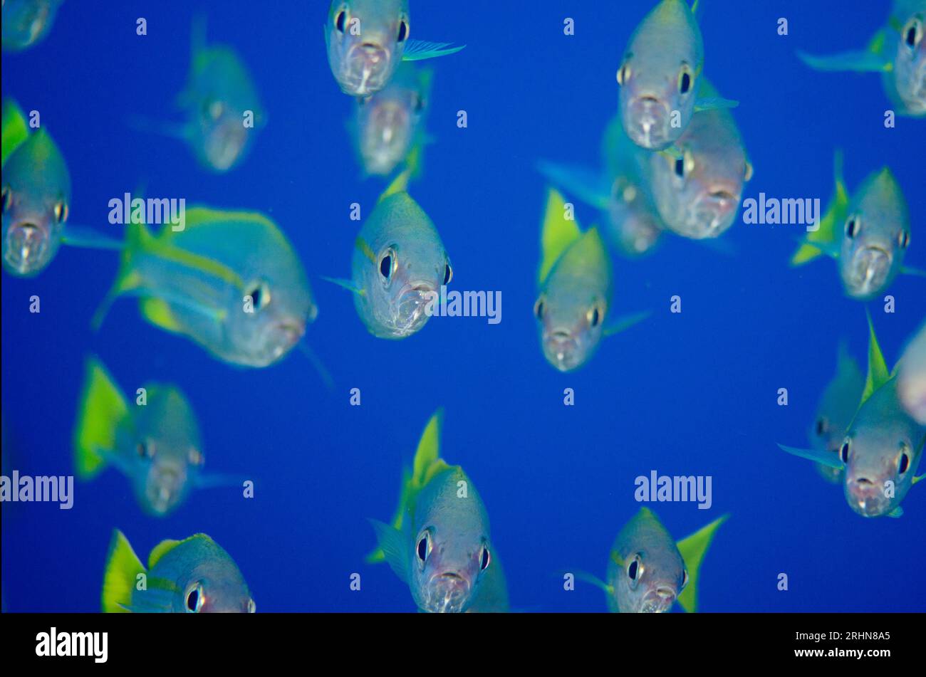 School of Bigeye Snapper, Lutjanus lutjanus, Boo Rocks dive site, Boo ...