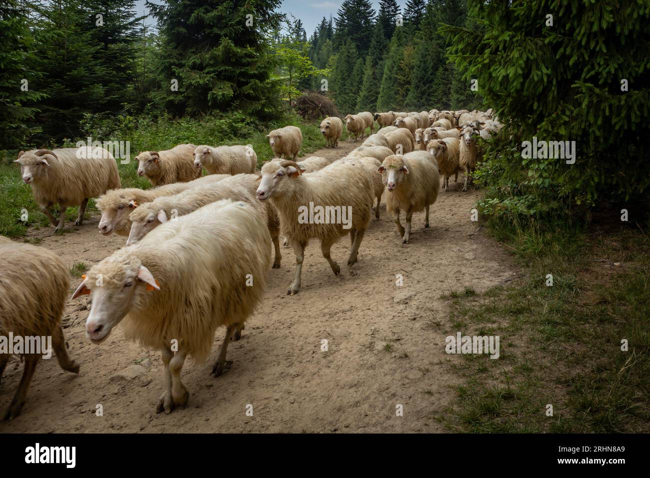 A flock of sheep walking a forest path in Pieniny mountains, Poland ...