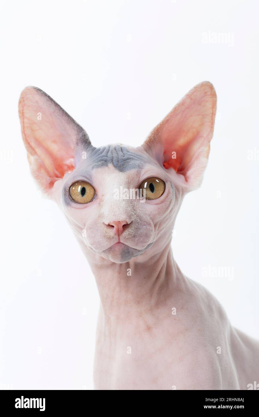 Hairless cat portrait hi-res stock photography and images - Alamy
