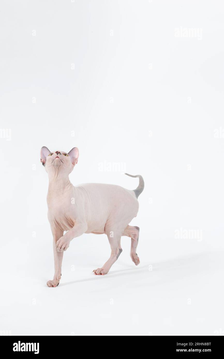 Hairless cat looking up on white backdrop Stock Photo - Alamy