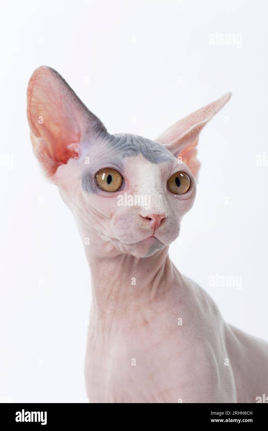 Hairless cat portrait looking right on white backdrop Stock Photo - Alamy