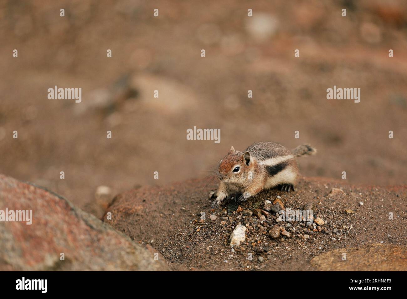 Chipmunk teeth hi-res stock photography and images - Alamy
