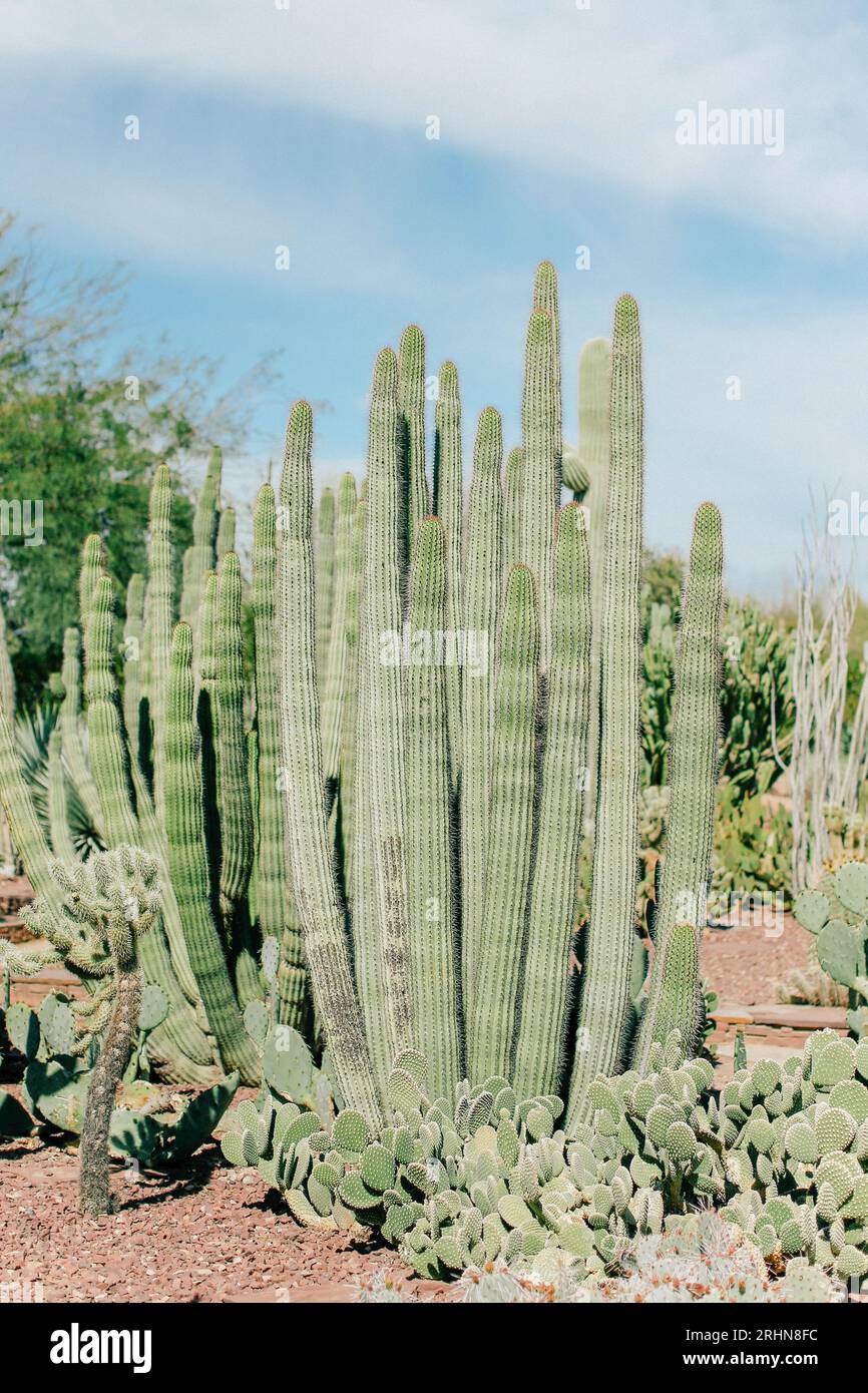 Tall cactus hi-res stock photography and images - Alamy