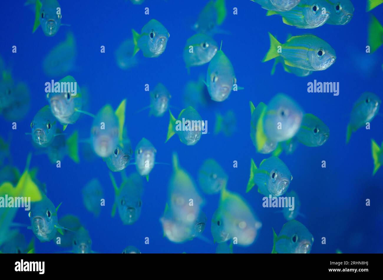 School of Bigeye Snapper, Lutjanus lutjanus, Boo Rocks dive site, Boo ...