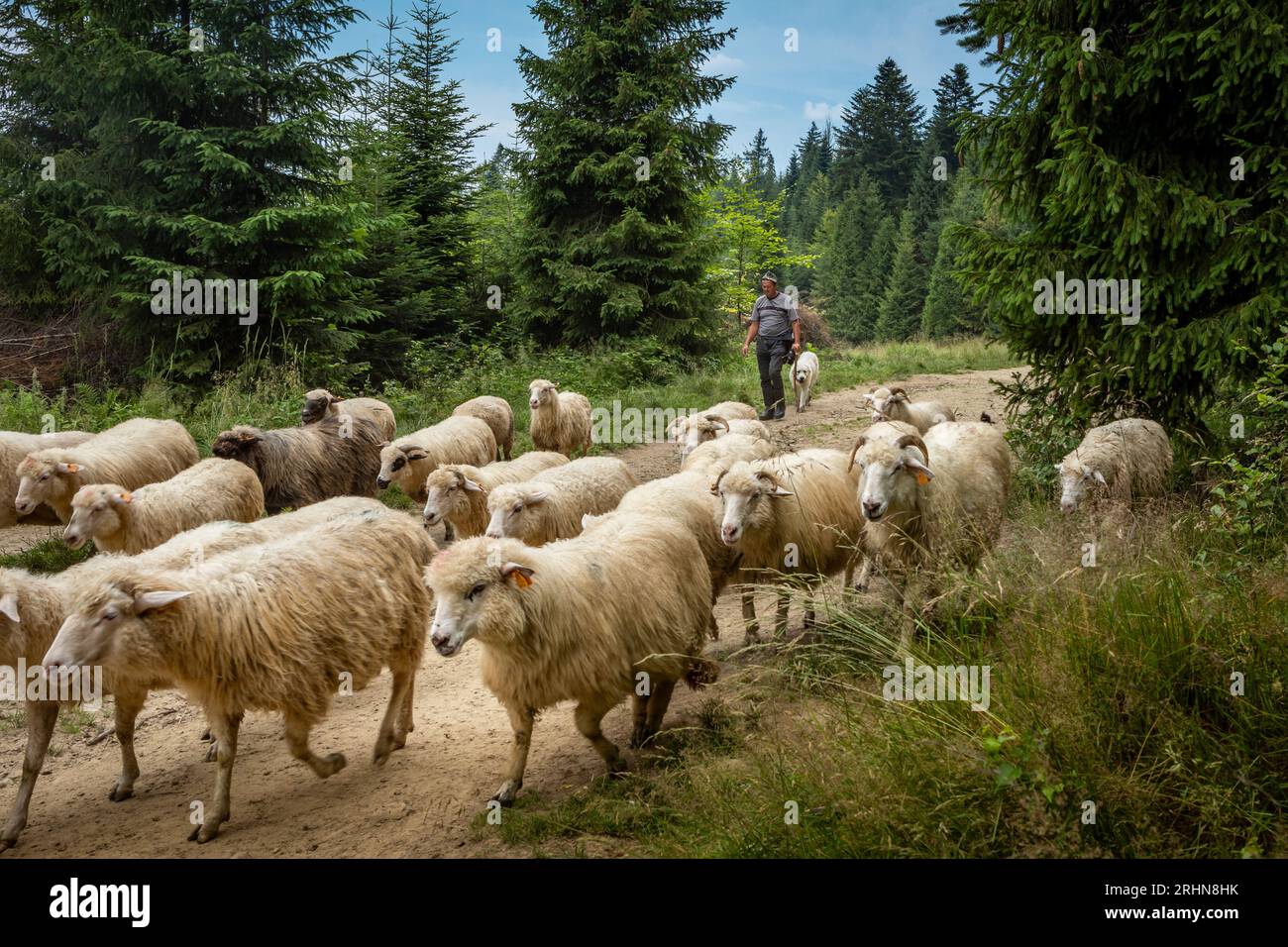 Jaworki, Poland - July 29, 2023: A shepherd with a flock of sheep ...