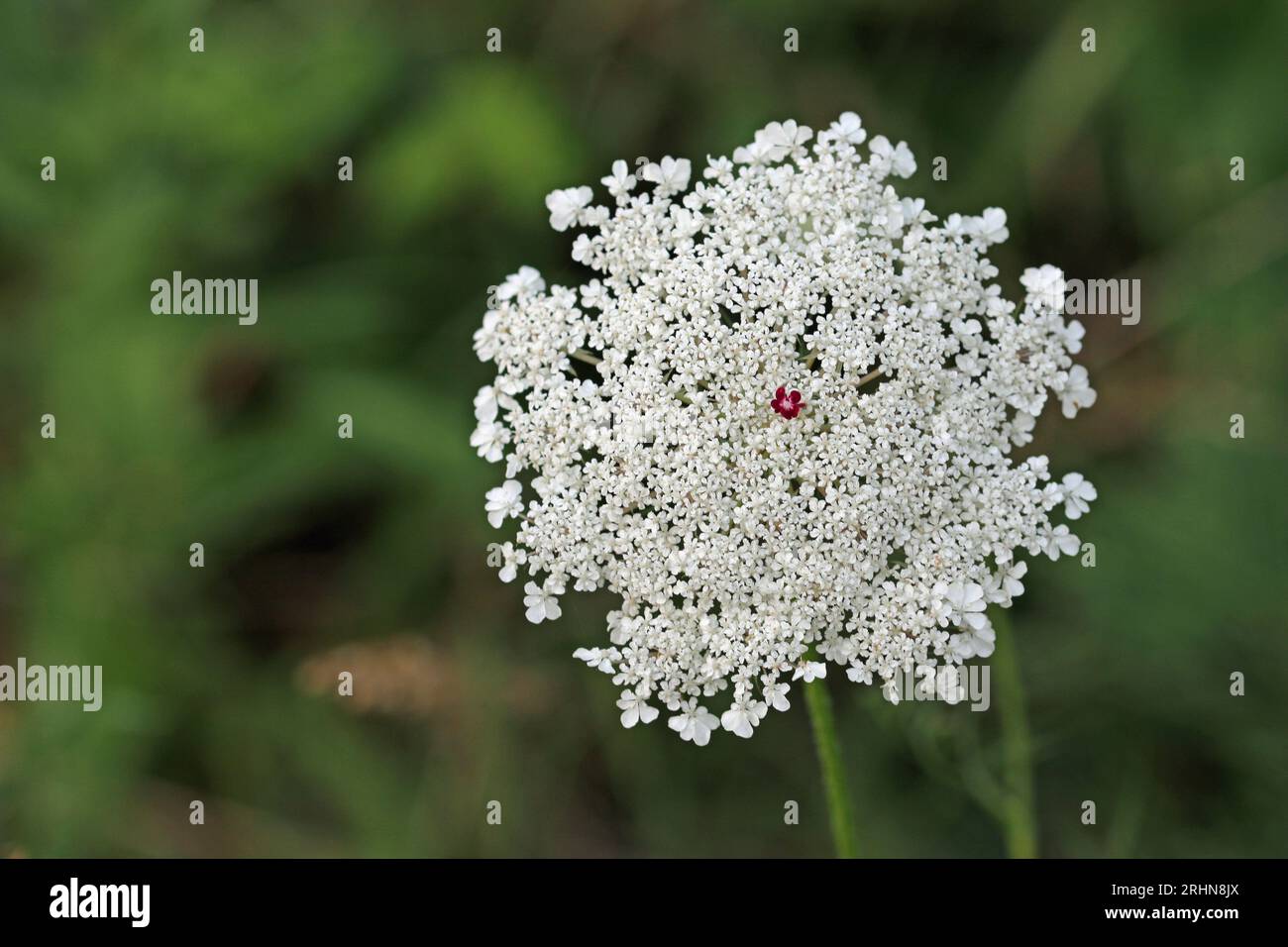 Wild carrot, Daucus carota, white flower umbel in close up with clearly ...