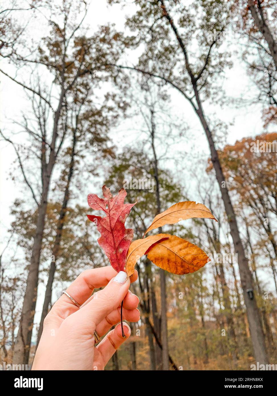 Autumn Leaves in Hand in Forest Stock Photo - Alamy
