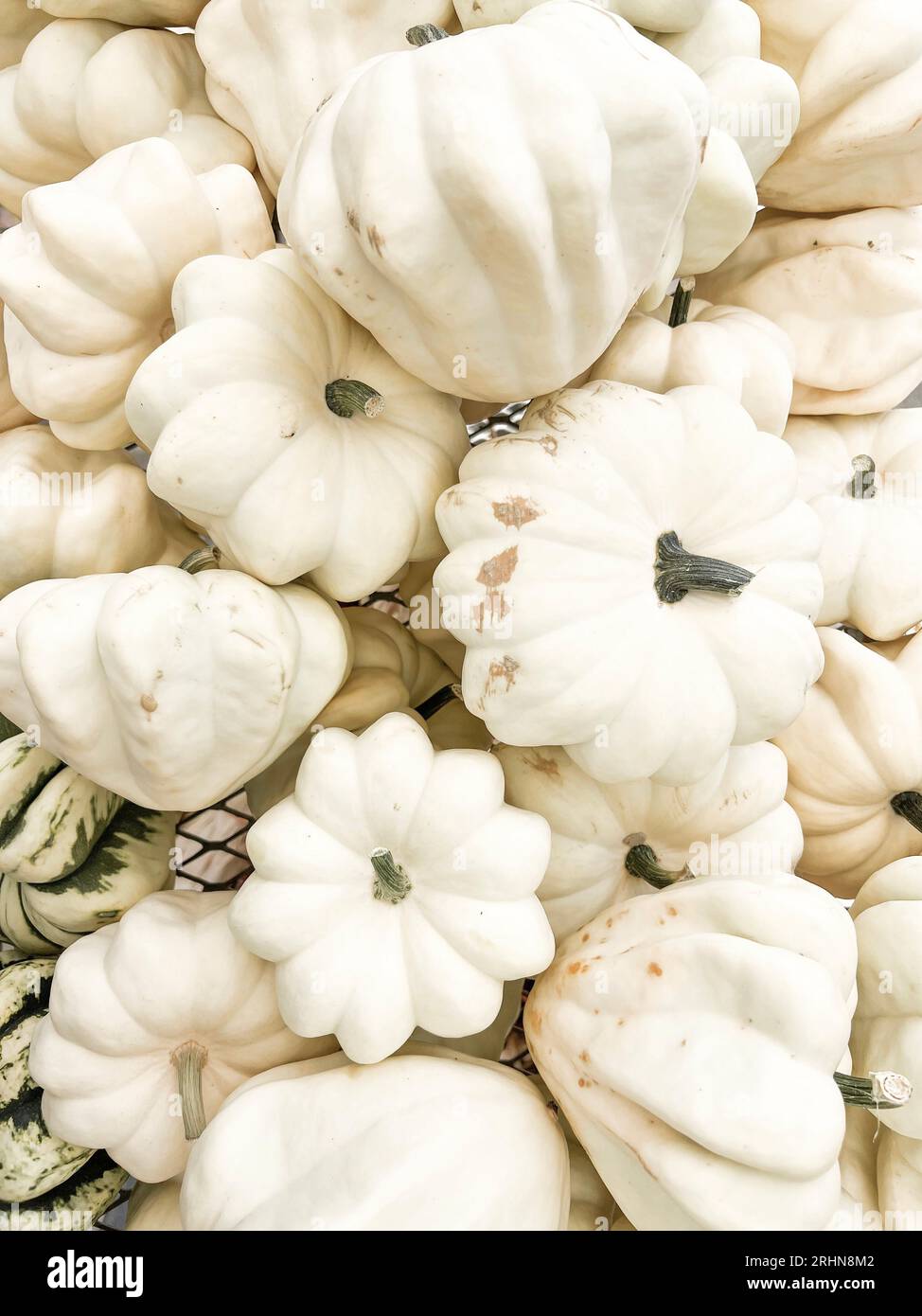 Pile of White Mini Pumpkins Stock Photo - Alamy