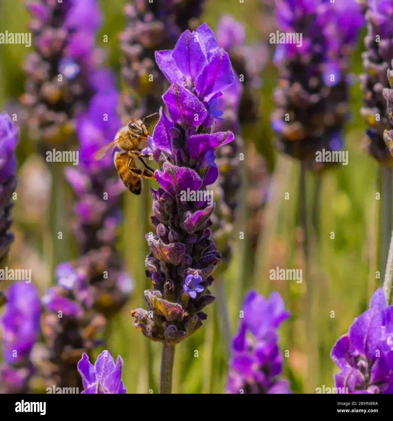 Close up bee pollinating flowers hi-res stock photography and images ...