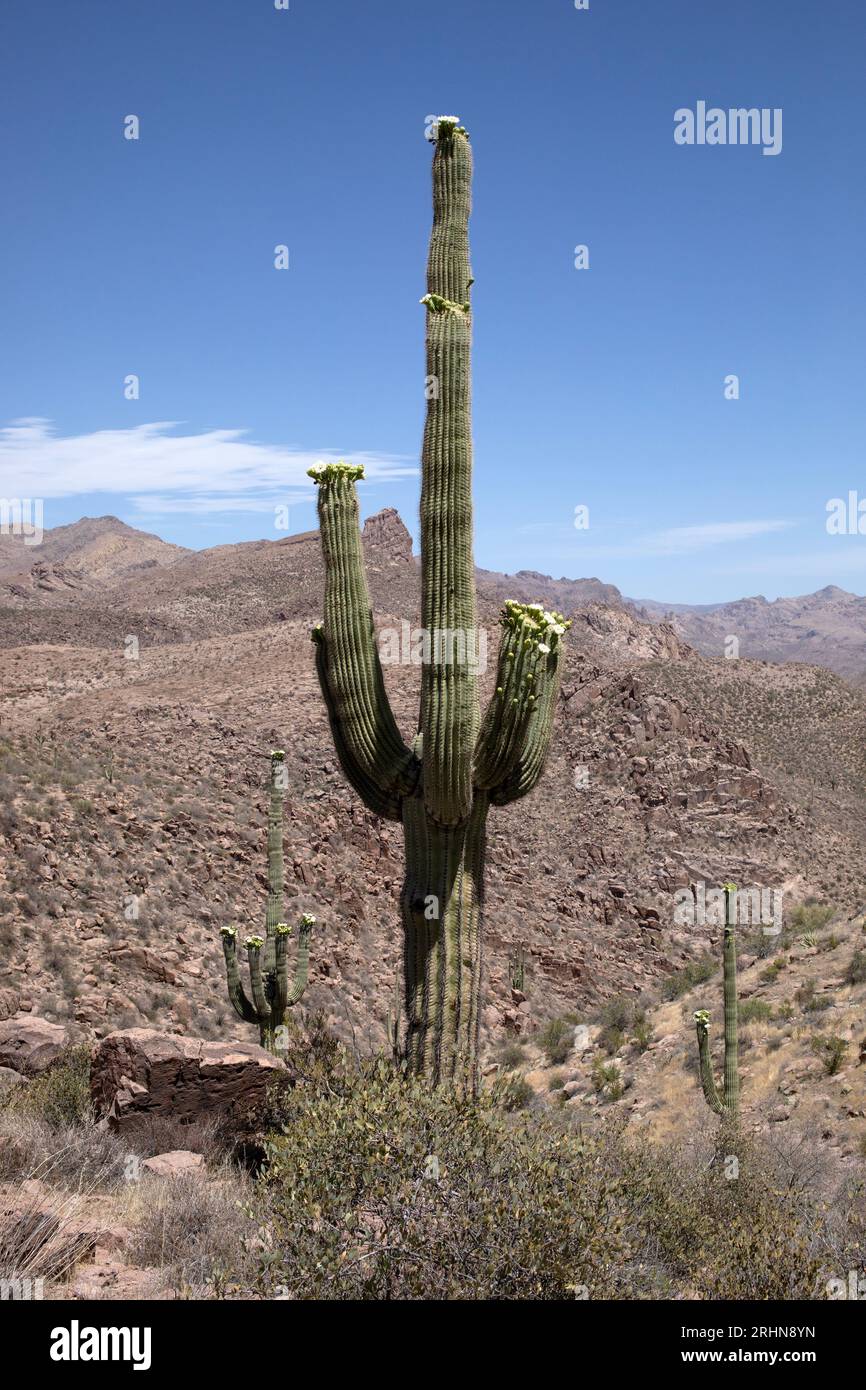 Saguaro cactus in full bloom on rocky landscape vertical Stock Photo ...