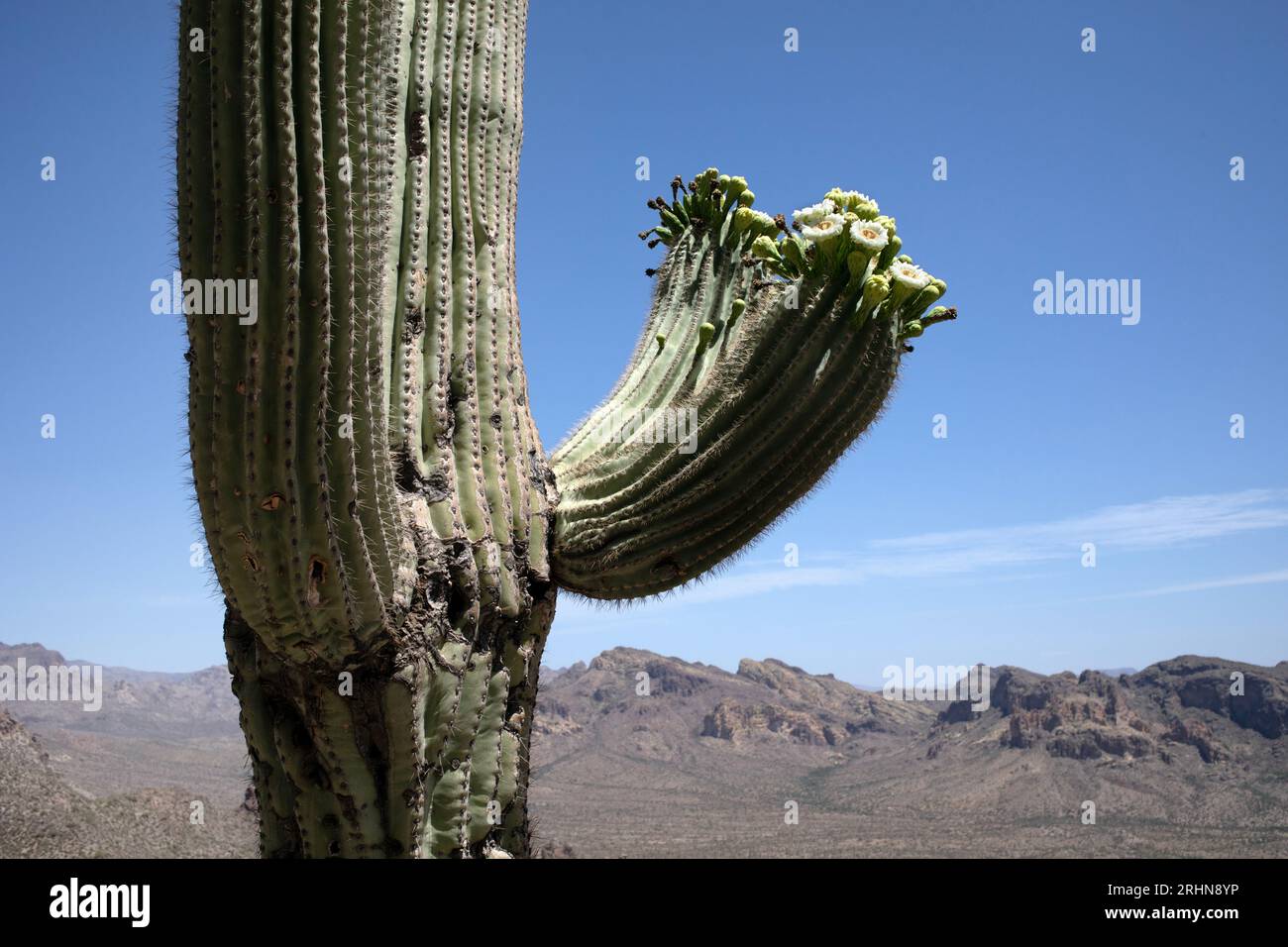 Saguaro cactus arms hi-res stock photography and images - Alamy