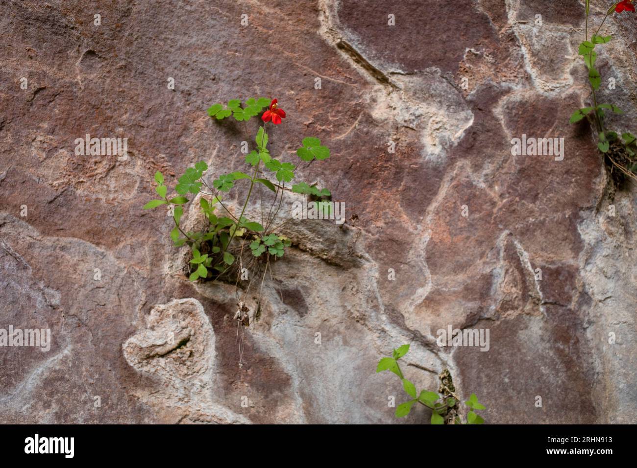 Flowers cling to rocky canyon wall Stock Photo - Alamy