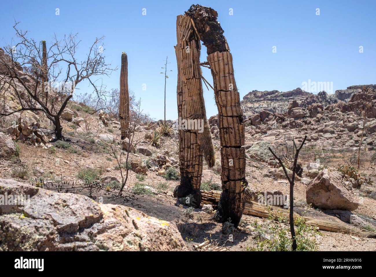 Saguaro cactus damaged in wildfire scorched landscape Stock Photo - Alamy