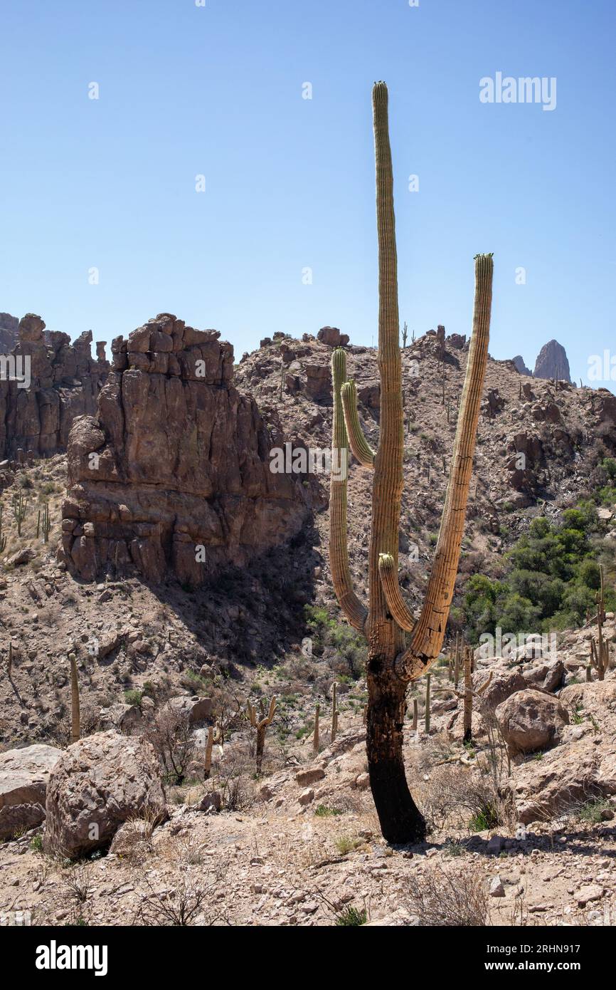 Desert landscape and saguaro cactus recovering from wildfire Stock ...