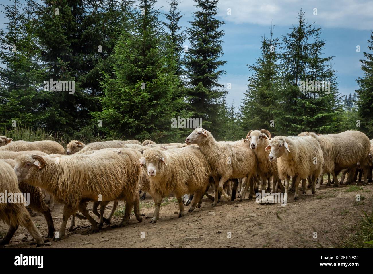 Sheep herd walking in field hi-res stock photography and images - Alamy