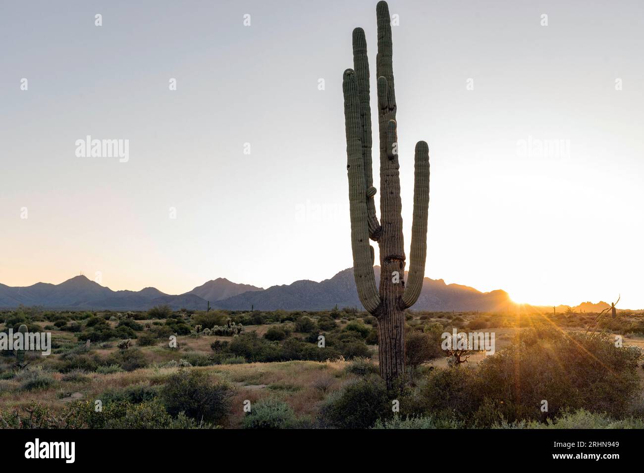 A saguaro cactus backlit by setting sun Stock Photo - Alamy