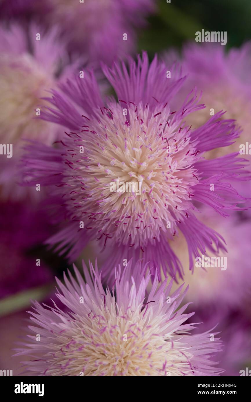 Purple thistle sweet sultan flower Stock Photo - Alamy