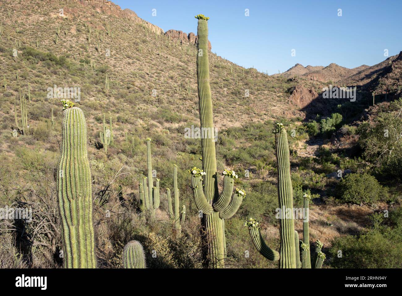 Saguaro cactus grow in hi-res stock photography and images - Alamy