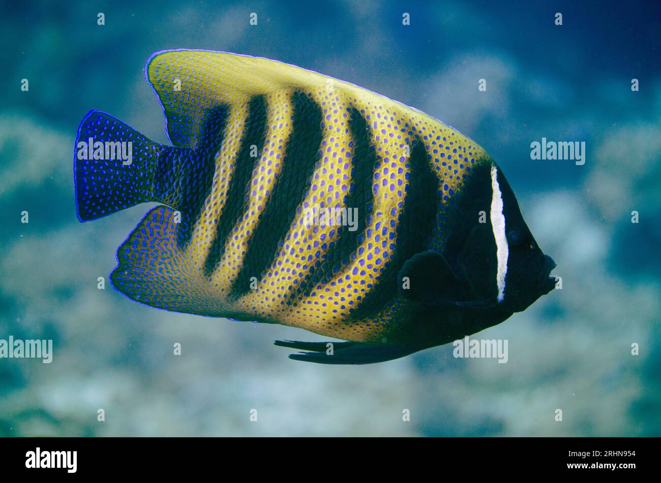 Six-banded Angelfish, Pomacanthus sexstriatus, Shadow Reef dive site ...