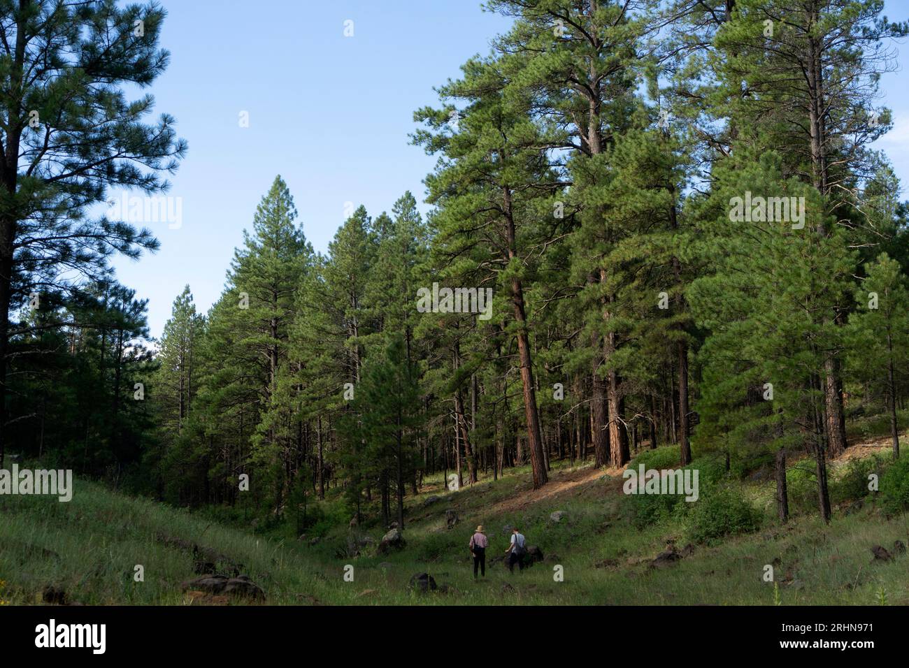 Foraging for wild ingredients hi-res stock photography and images - Alamy