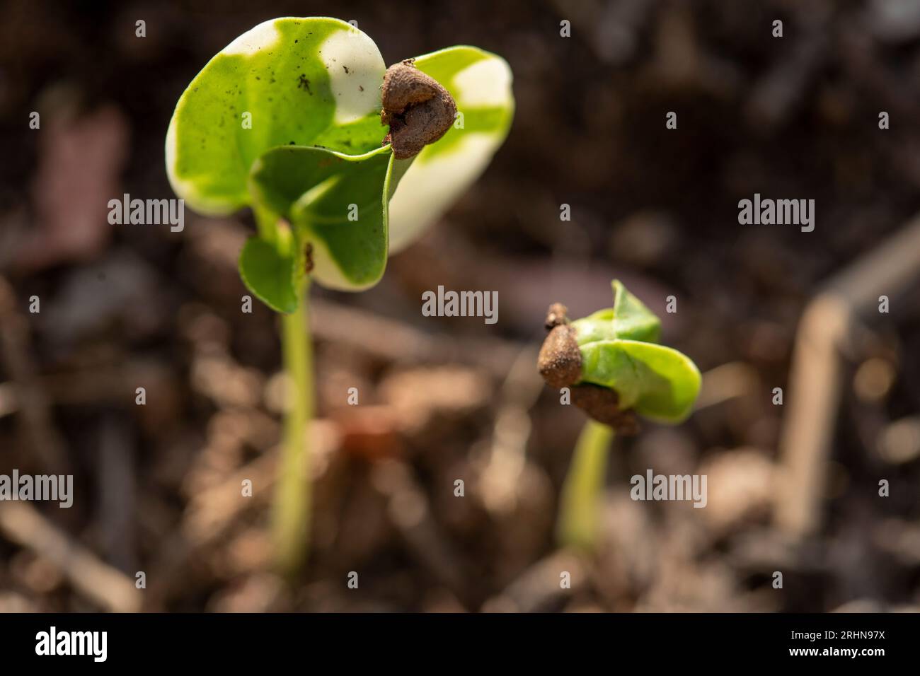 Newly sprouting hi-res stock photography and images - Alamy
