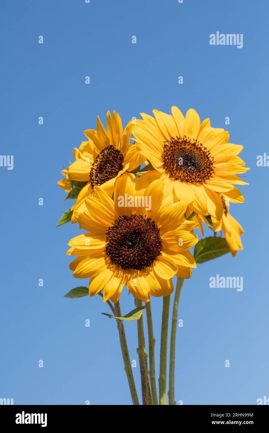 A group of blooming sunflowers against blue sky vertical Stock Photo ...