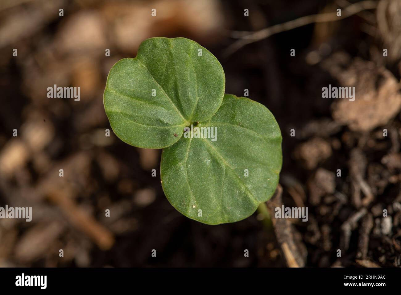 Sprouted leaves hi-res stock photography and images - Alamy