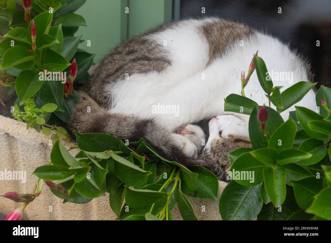 sleeping cat in front of a window Stock Photo - Alamy